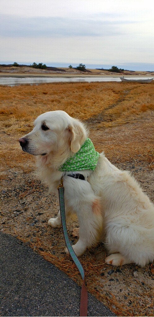 Doby(adopted) | Legacy Rescue